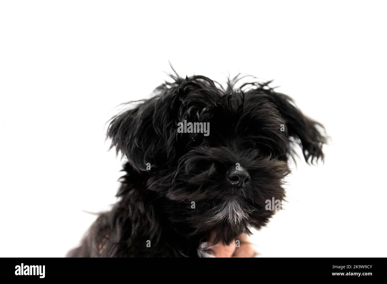 Black Yorkie Maltese Mix