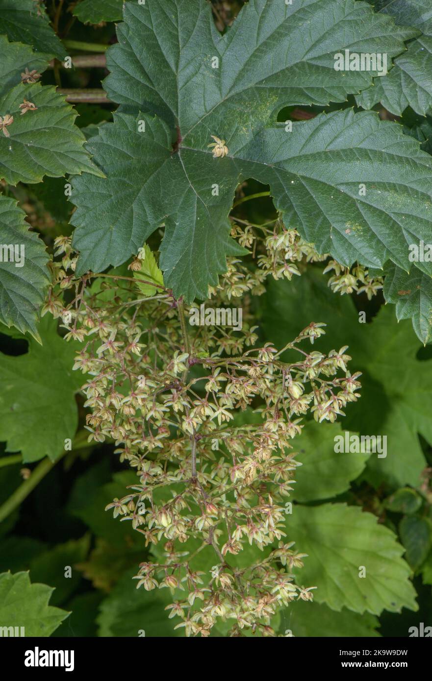 Wild Hop, Humulus lupulus, female plant in flower in autumn Stock Photo ...