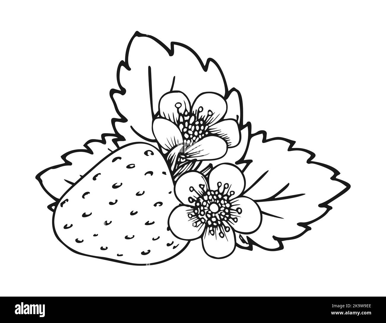 Sweet strawberry hand drawn sketch. Forest berries branch. Coloring ...