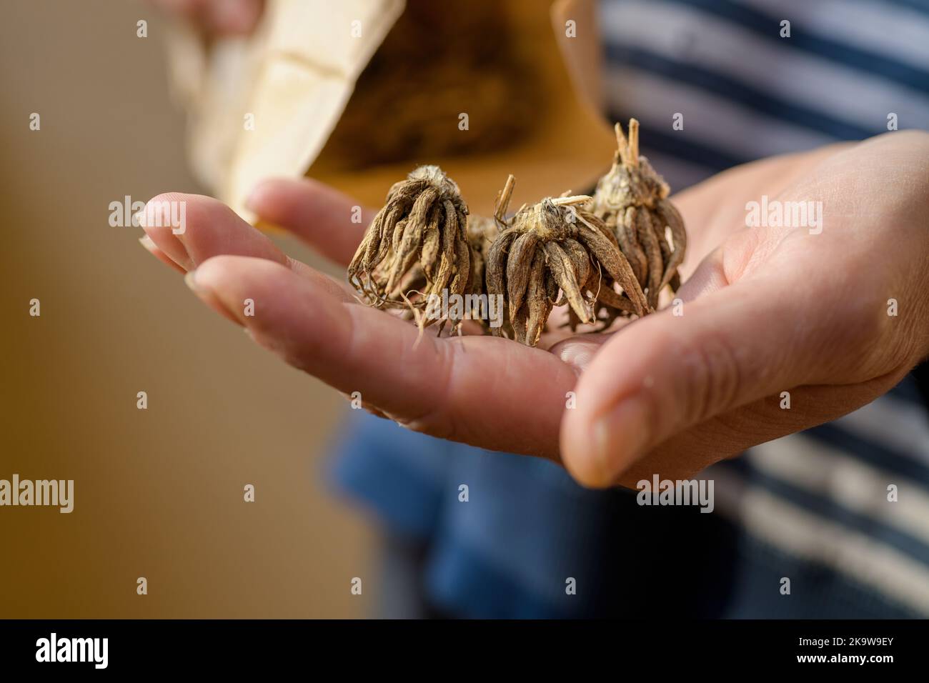 Ranunculus corms hi-res stock photography and images - Alamy