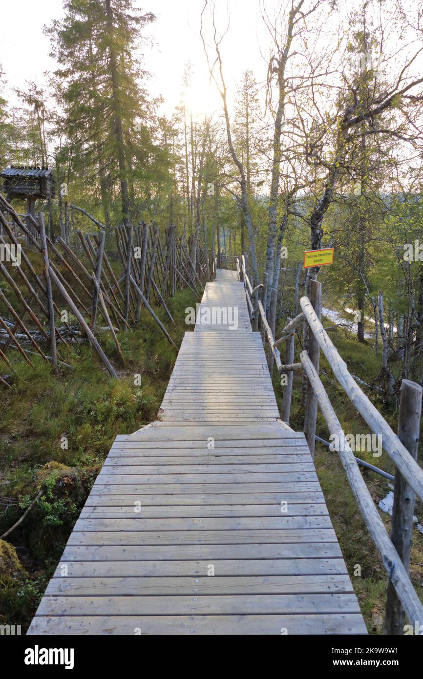 woodland in summer in the Levi ski resort in Lapland, Finland Stock ...