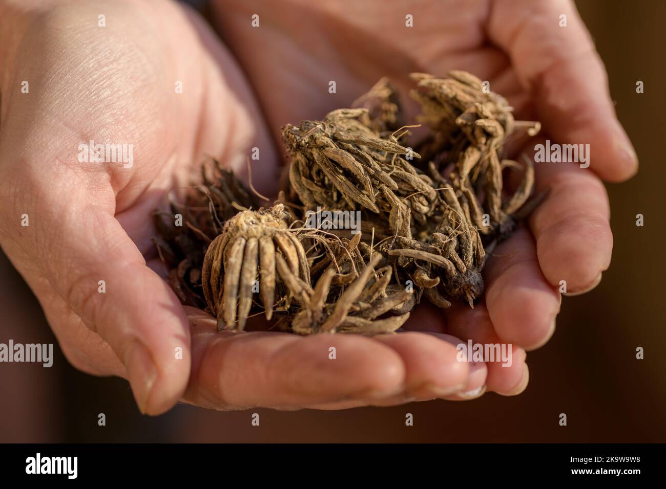 Dry corms hi-res stock photography and images - Alamy