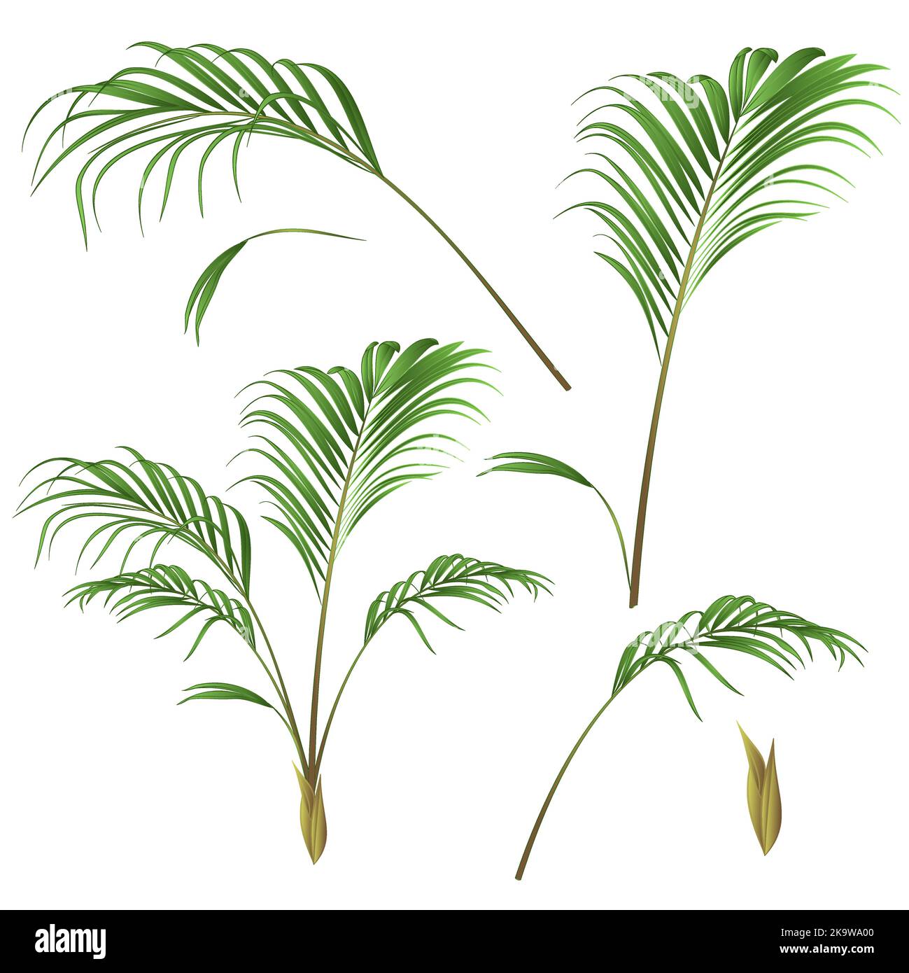 Palm decoration house plant and leves palm vintage vector illustration ...