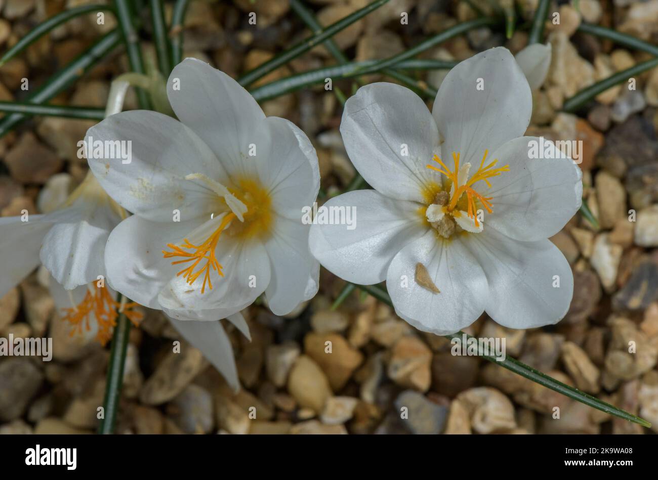 Borys crocus hi-res stock photography and images - Alamy