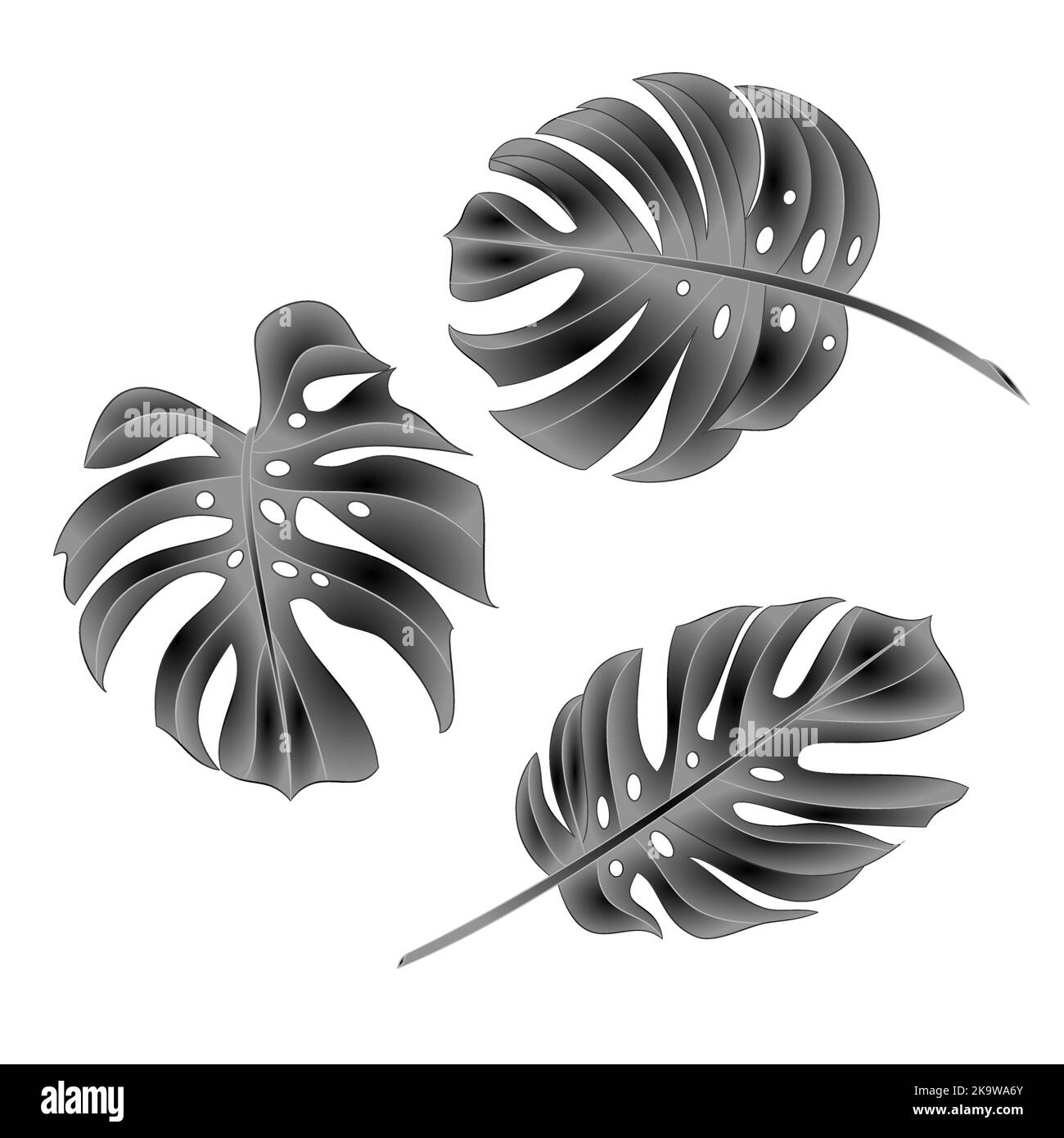 Philodendron tropical jungle leaves black and white isolated on white ...