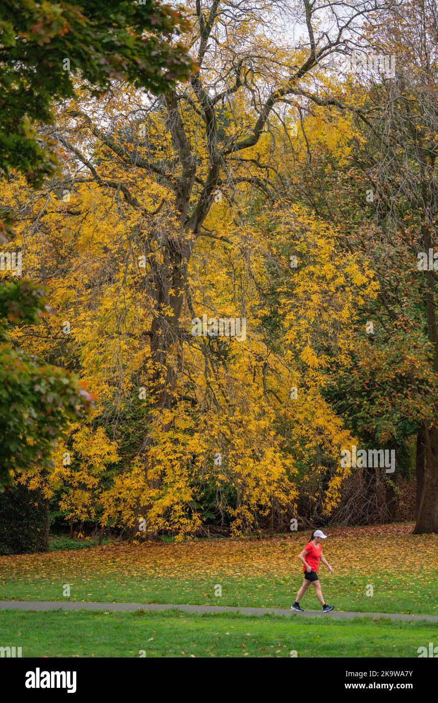 London UK. 30 October 2022. Walkers passes a tree which have started to ...