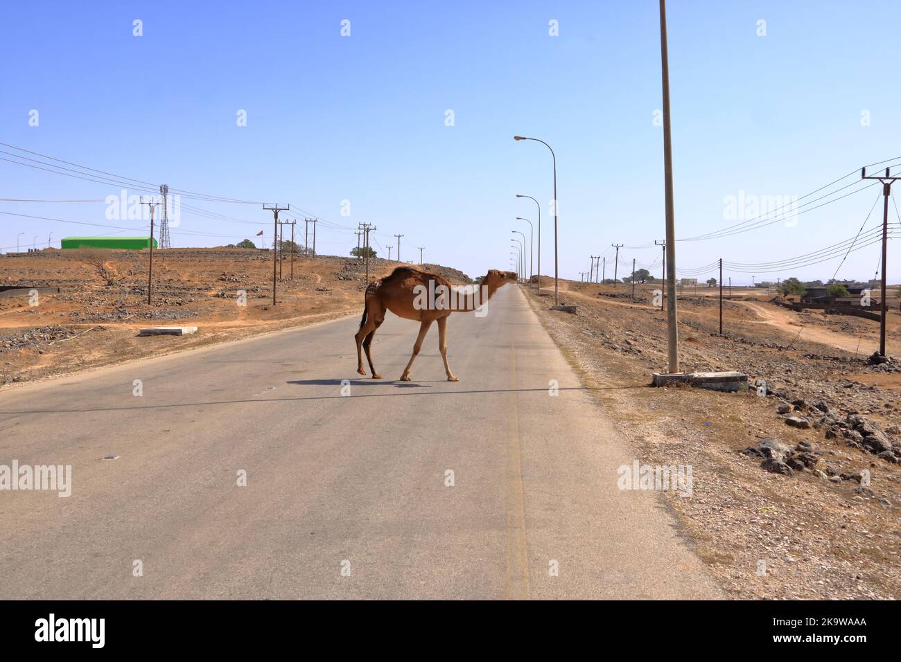 free walking camel crosses the street in oman Stock Photo - Alamy