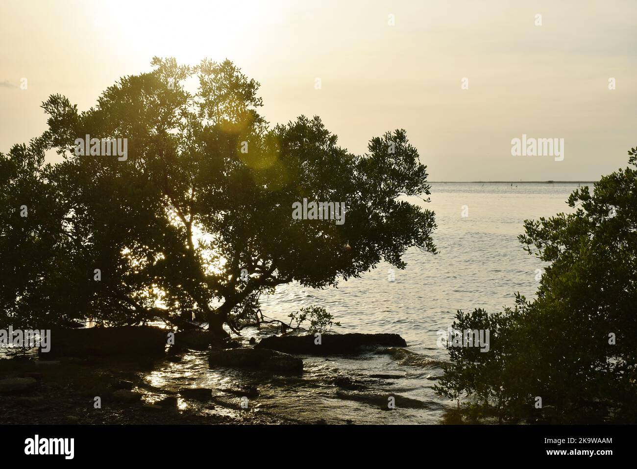 tree on beach and landscape of sea in sunset in Thailand Stock Photo ...