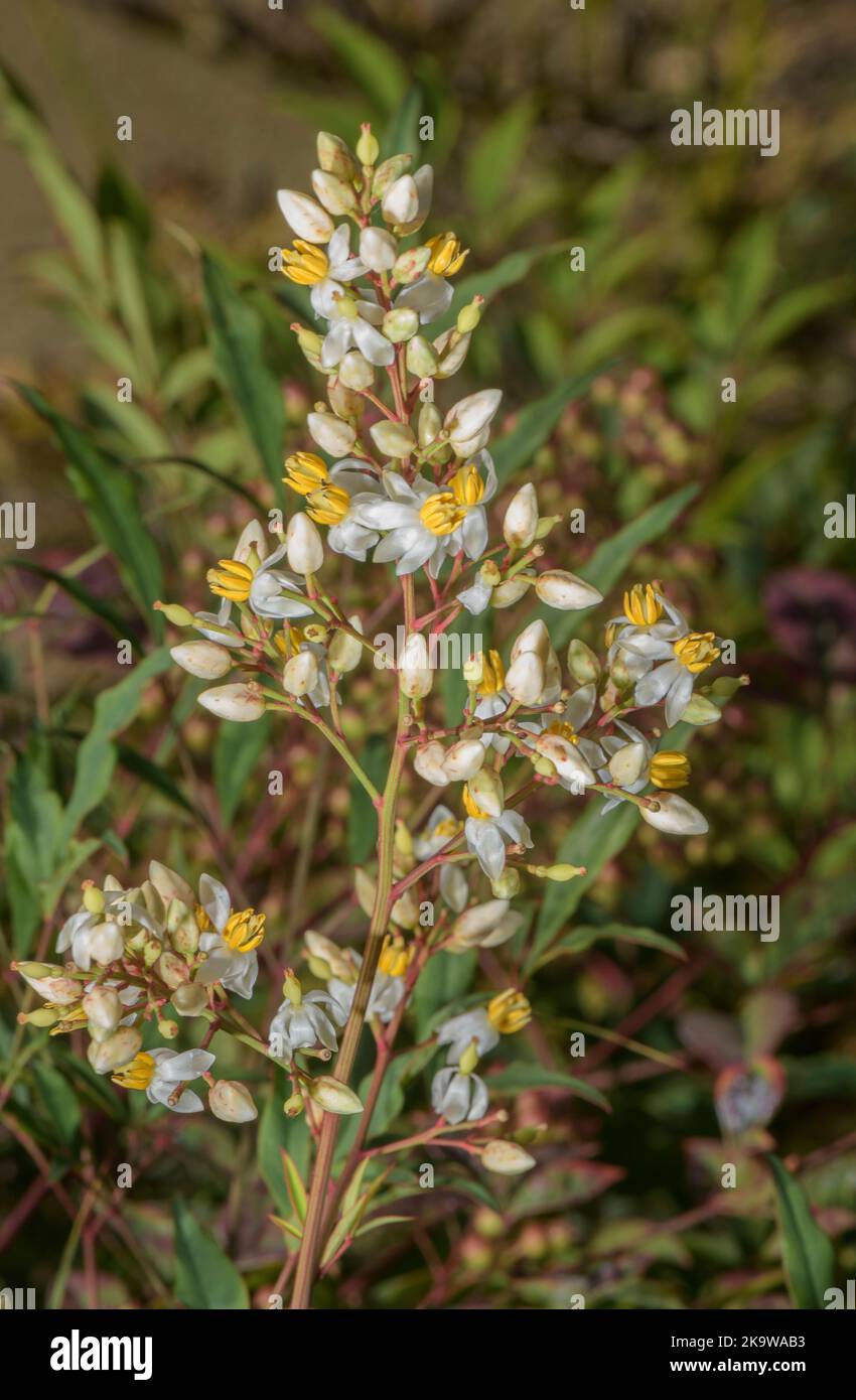 Sacred Bamboo, Nandina domestica, in flower; from eastern Asia Stock ...