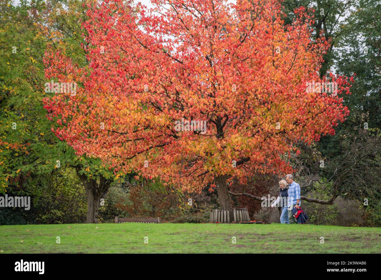 London UK. 30 October 2022. Walkers passes a tree which have started to ...