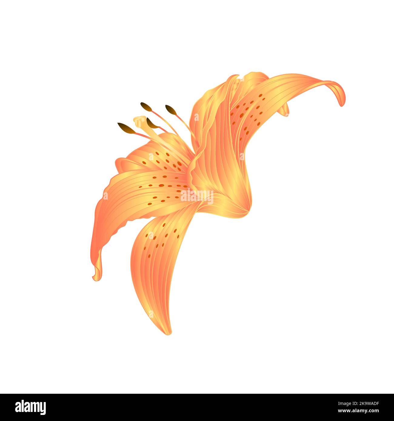 Yellow Lily flower Lilium candidum editable on a white background ...