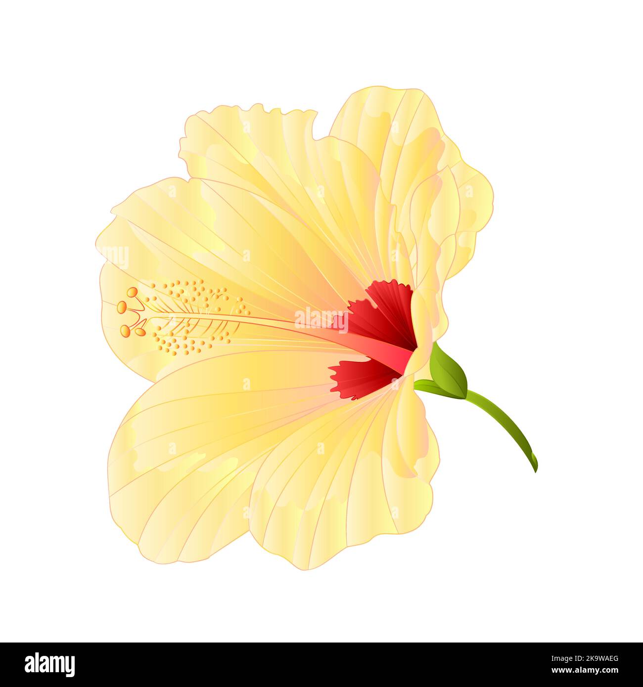 Flower tropical plant yellow hibiscus on a white background vintage ...