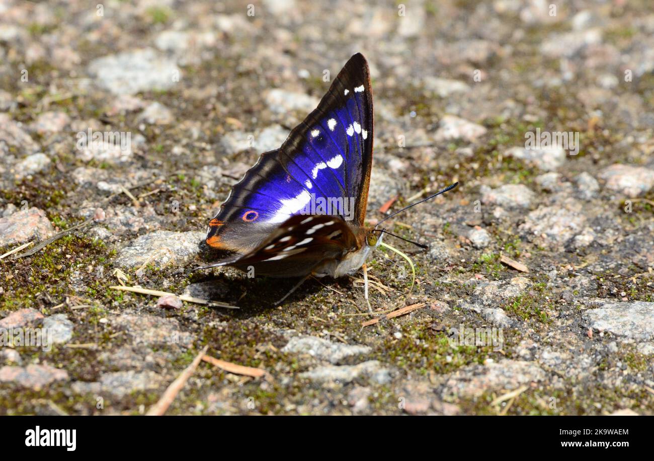 Purple emperor butterfly Apatura iris in England, UK Stock Photo - Alamy