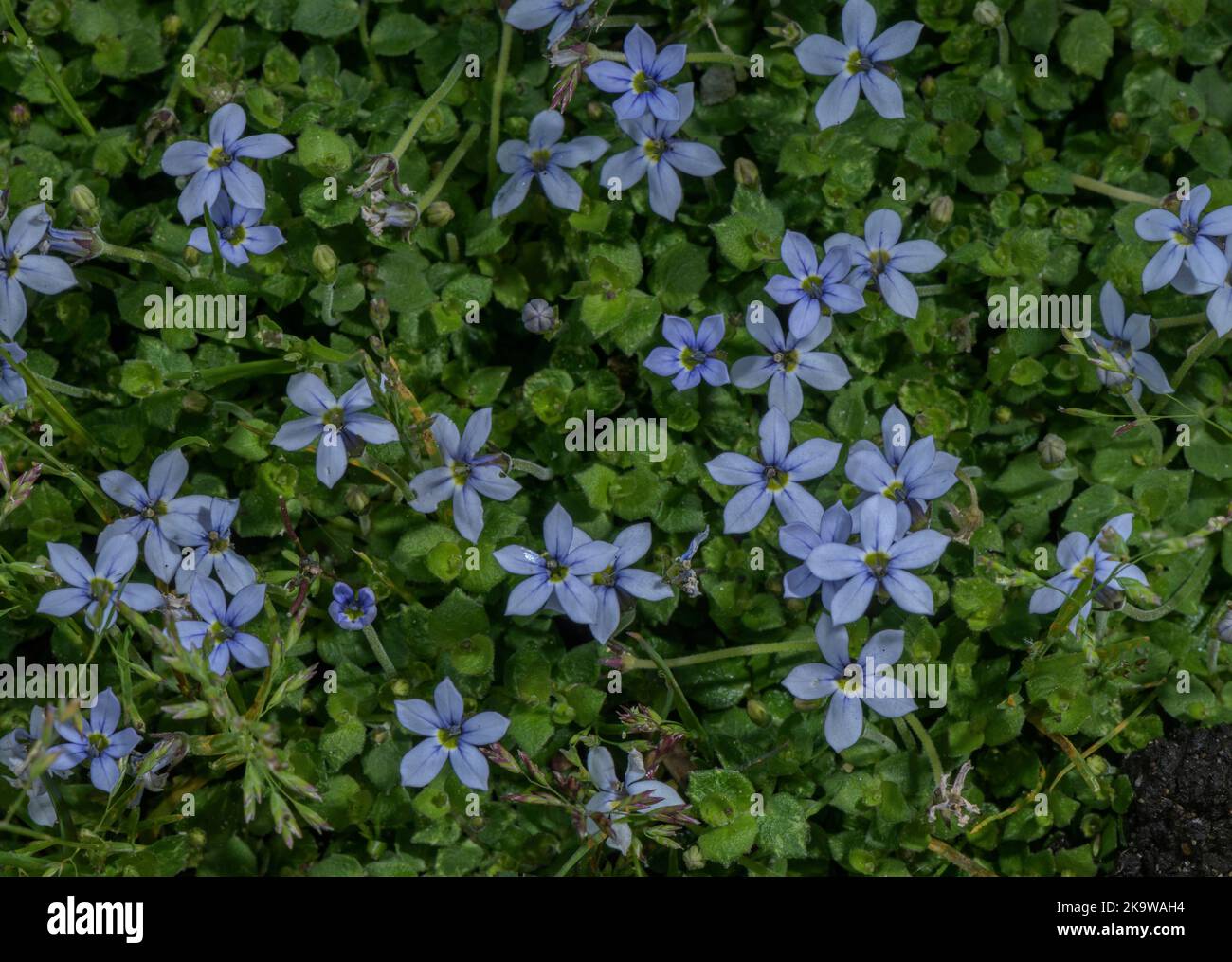 Blue star creeper hi-res stock photography and images - Alamy