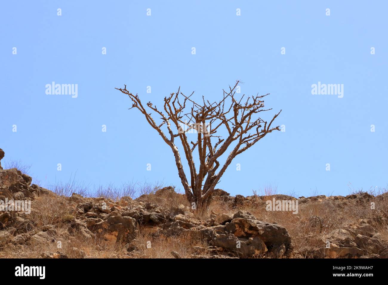 Frankincense trees in oman hi-res stock photography and images - Alamy