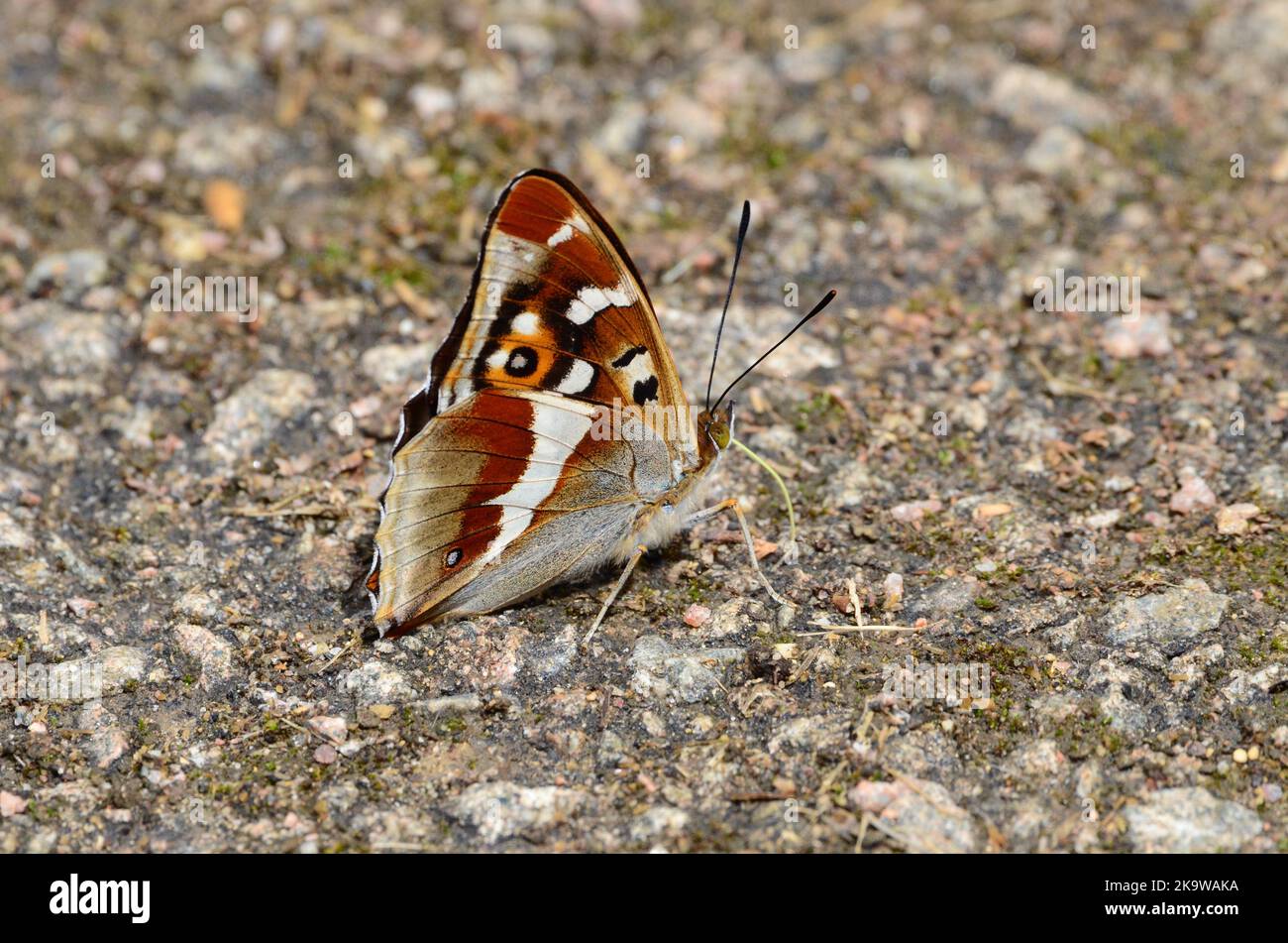 Purple emperor butterfly Apatura iris in England, UK Stock Photo - Alamy