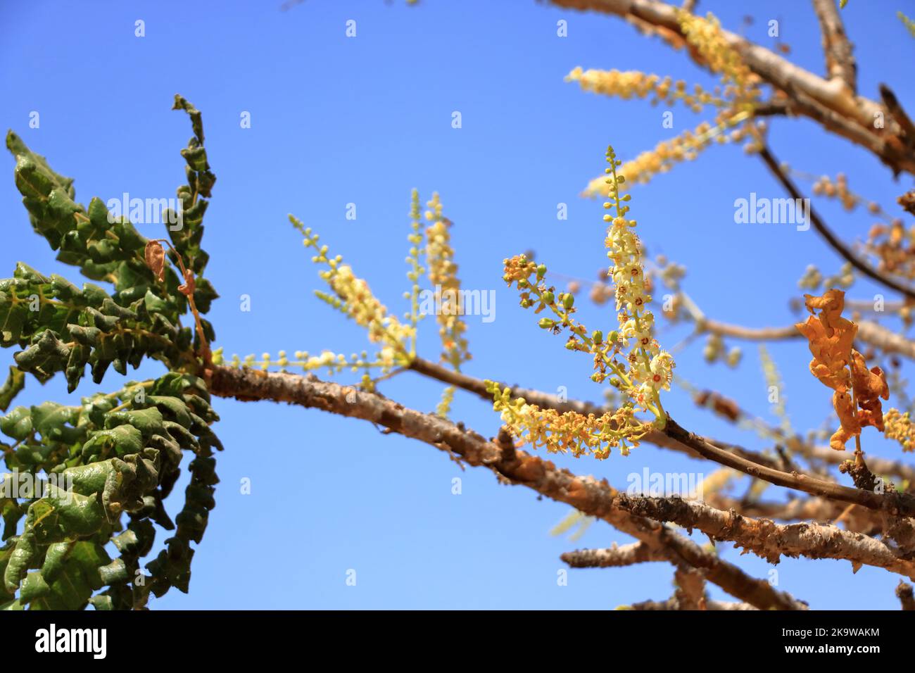 Detail of frankincense tree (Boswellia sacra) near Salalah in Oman ...