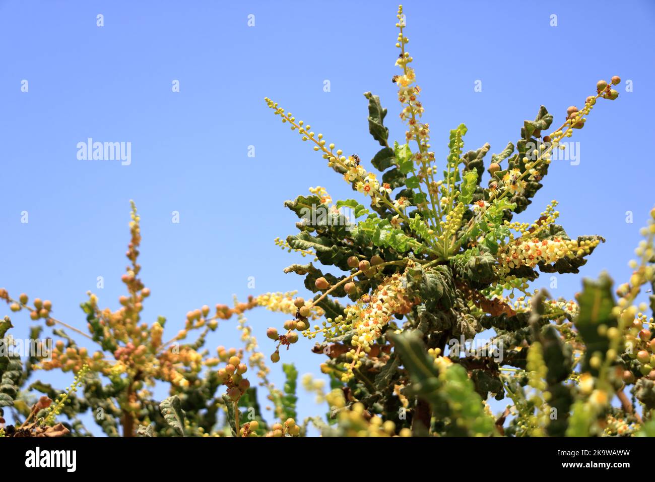 Detail of frankincense tree (Boswellia sacra) in Oman Stock Photo - Alamy
