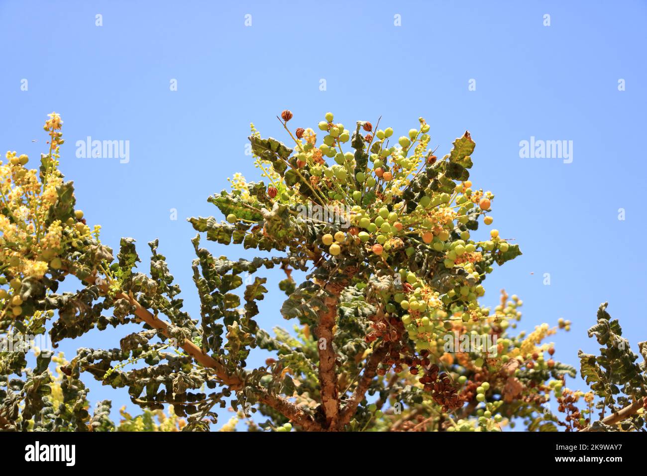 Detail of frankincense tree (Boswellia sacra) in Oman Stock Photo - Alamy