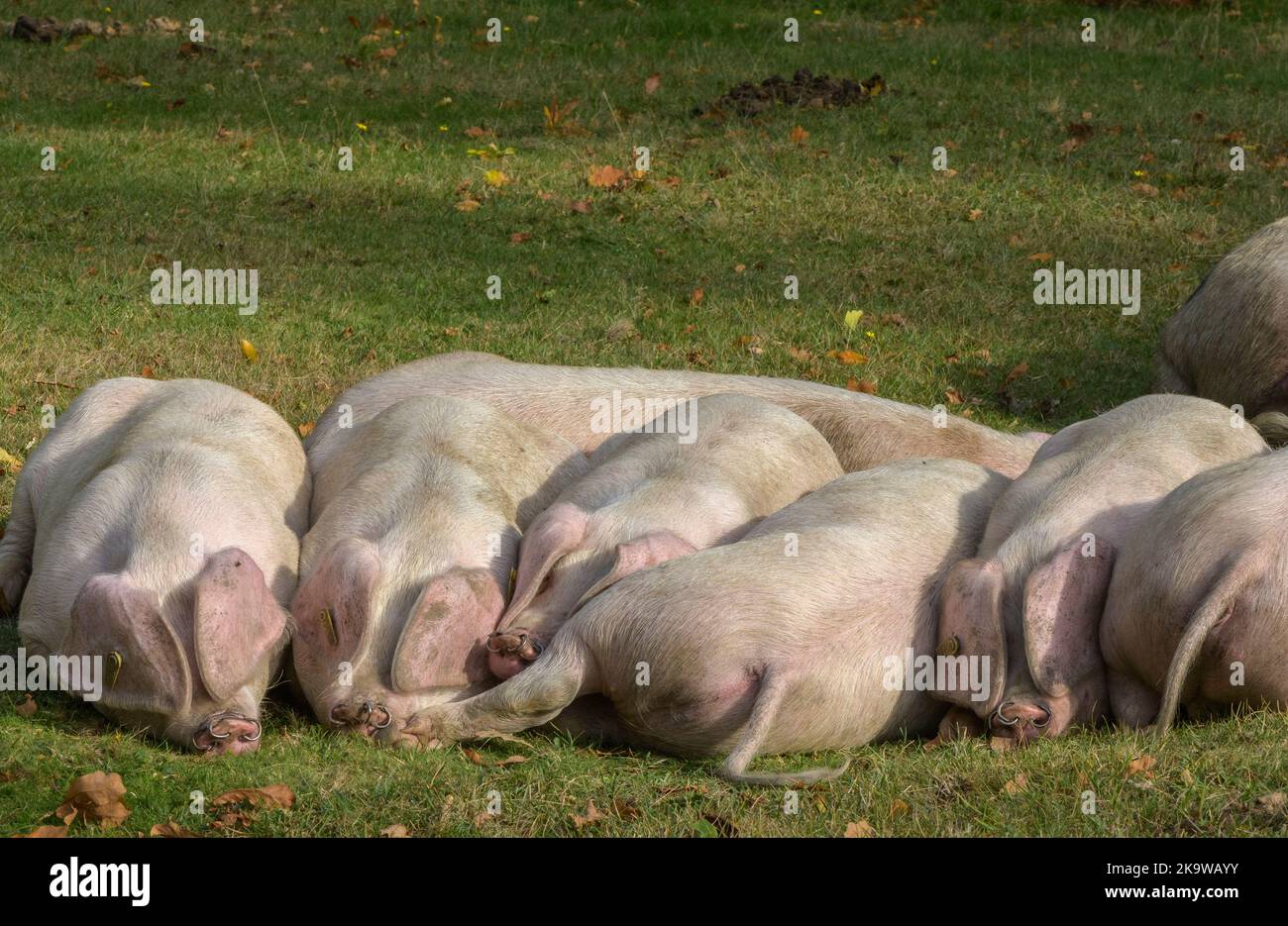 Gloucestershire old spot pig hi-res stock photography and images - Alamy