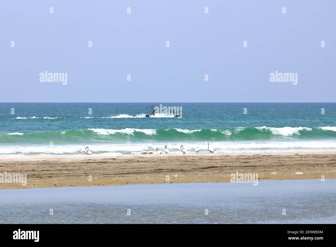 Flamingos in a coastal marsh in the Oman near Salalah Stock Photo - Alamy