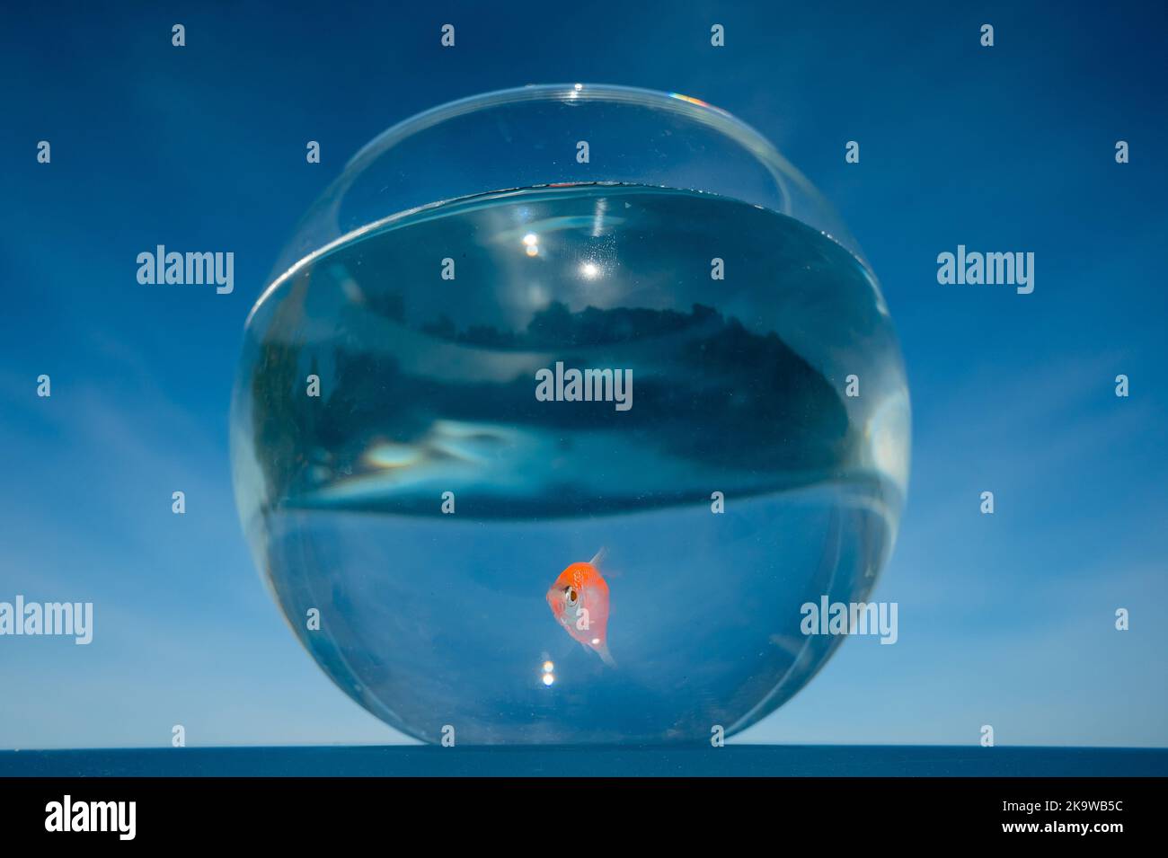 Goldfish swims in clear water hi-res stock photography and images - Alamy