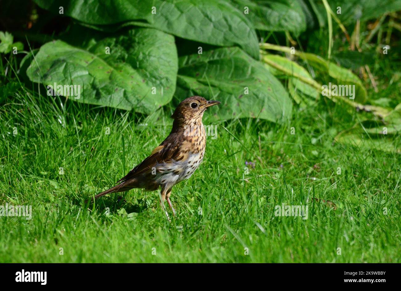 Juvenile song thrush hi-res stock photography and images - Alamy