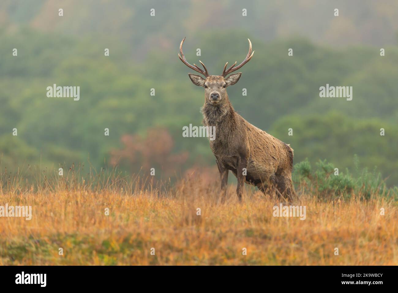 Red Deer stag alert and facing forward in Autumn, Strathconon Estate ...