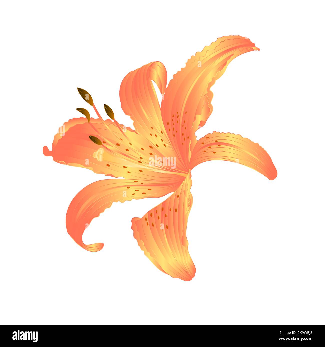 Flower yellow Lily Lilium candidum editable on a white background ...
