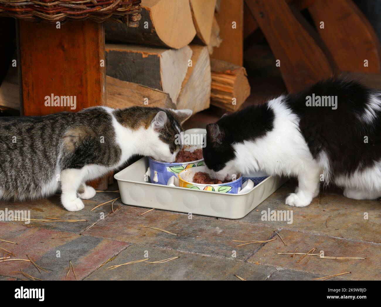 Two young cats hi-res stock photography and images - Alamy
