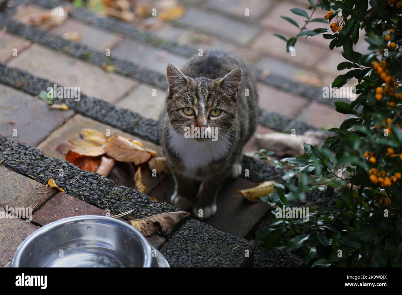 Cracow. Krakow. Poland. Grey cat sitting by the empty bowl waiting for ...