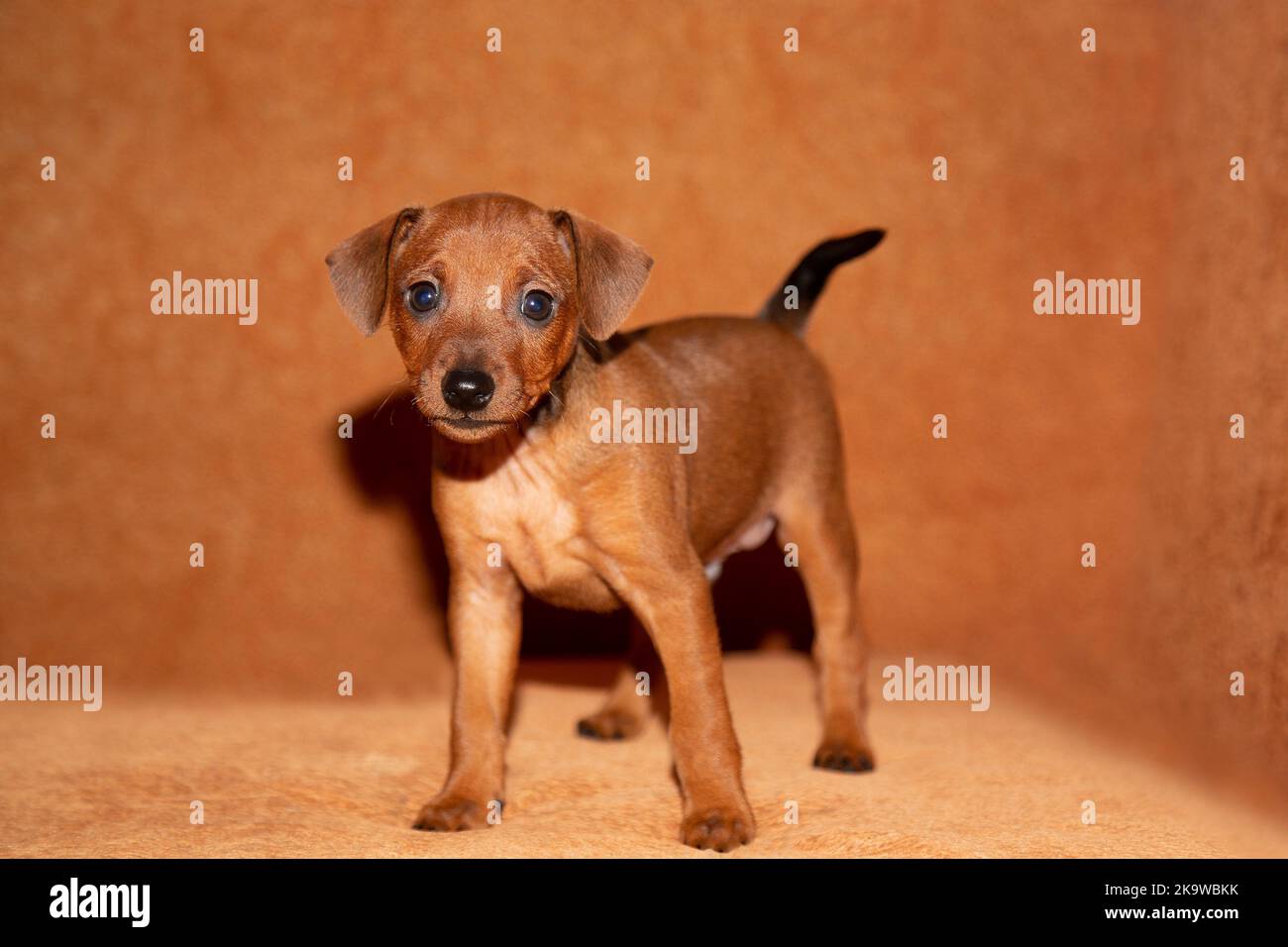 A charming, brown puppy stands on a brown background. Mini pinscher ...
