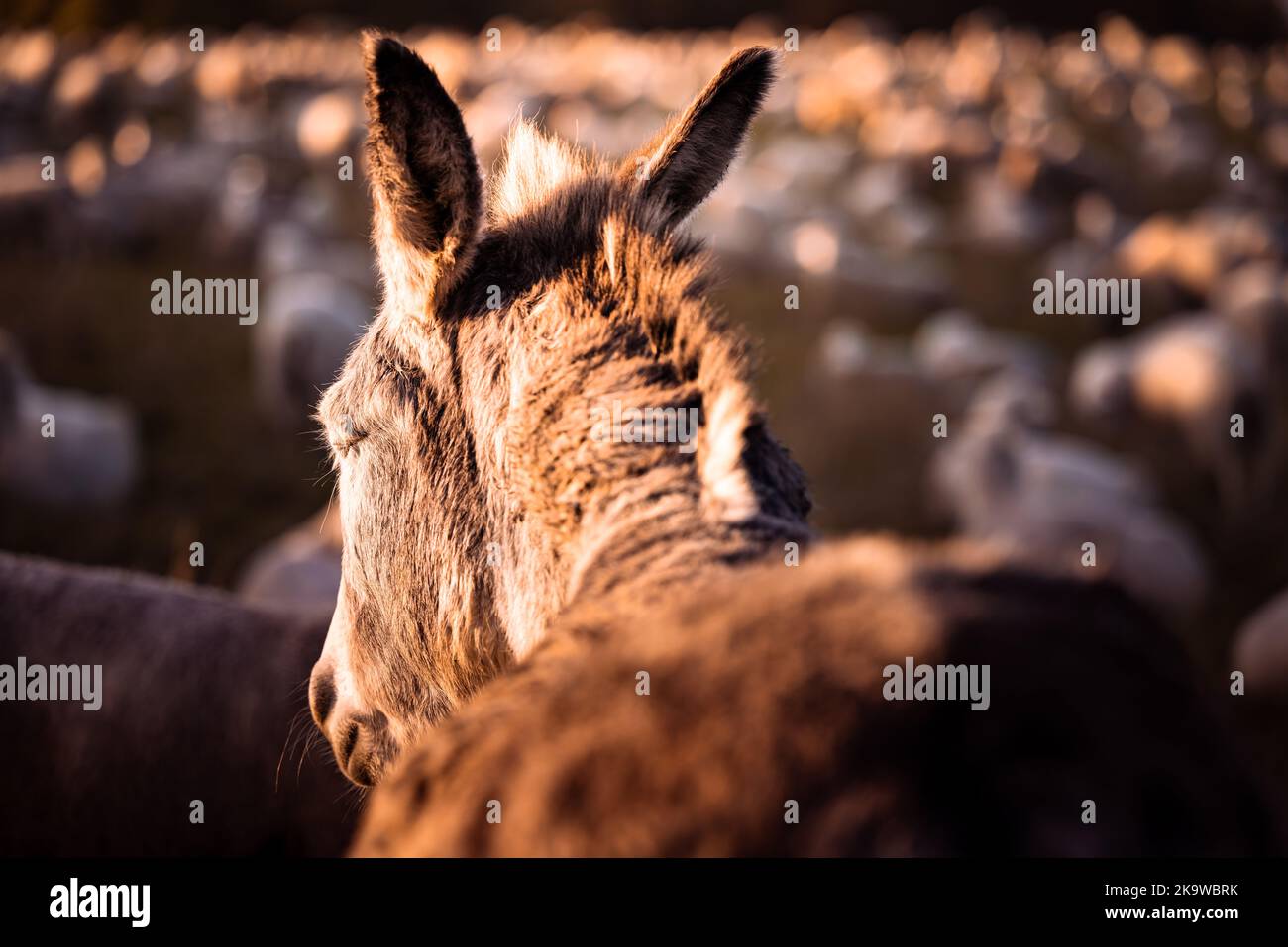A guard donkey protects a sheep herd on the field in the warm light of ...