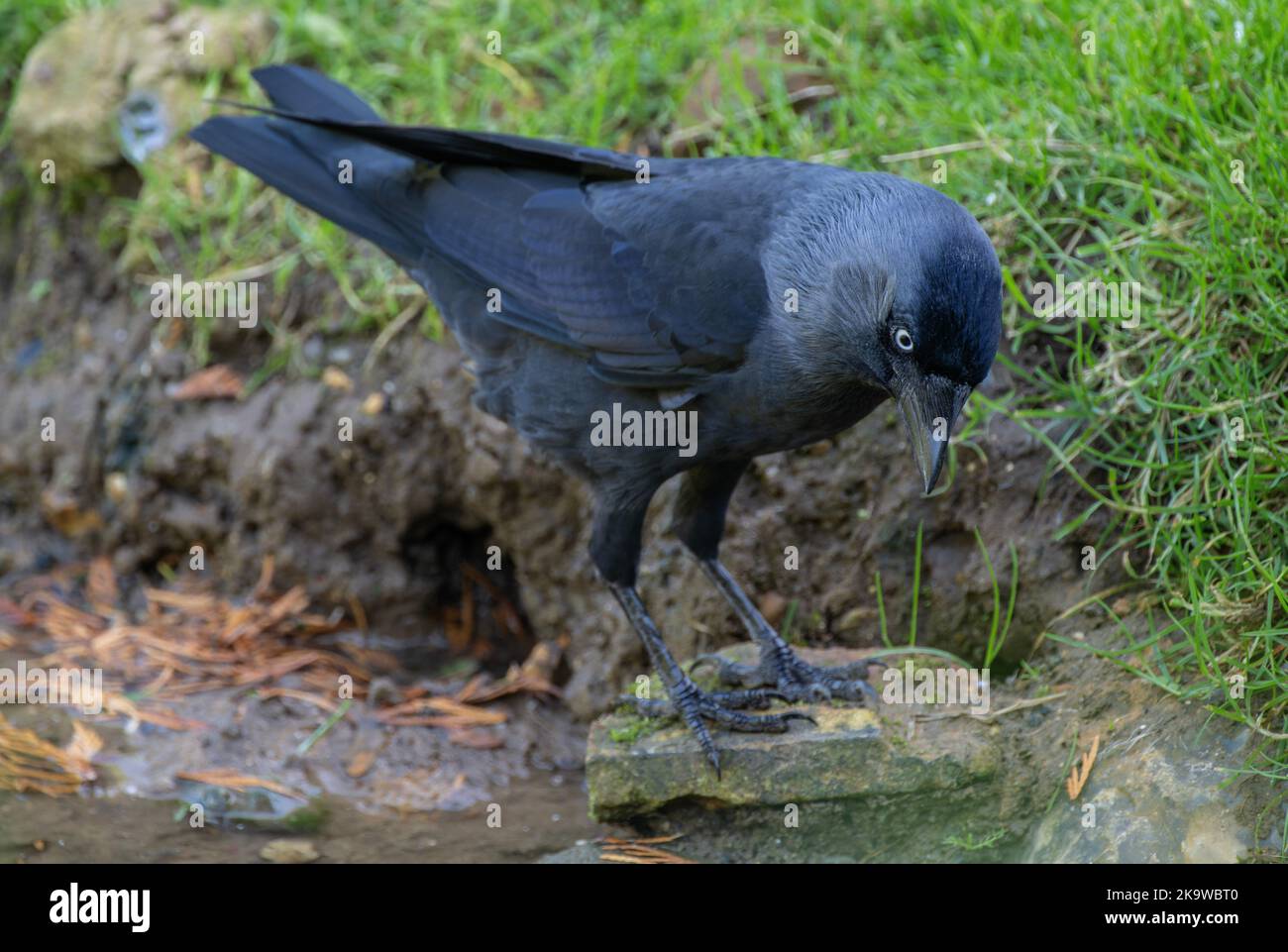 Eurasian jackdaw feeding hi-res stock photography and images - Alamy