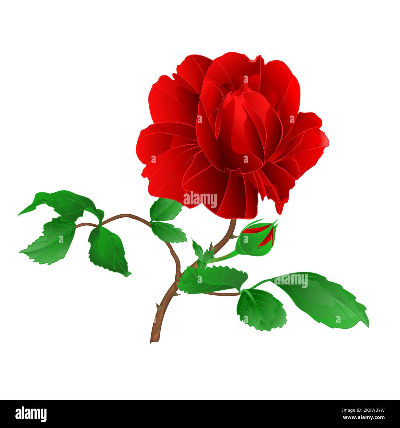 Rose flower red twig with leaves and bud on a white background vintage ...