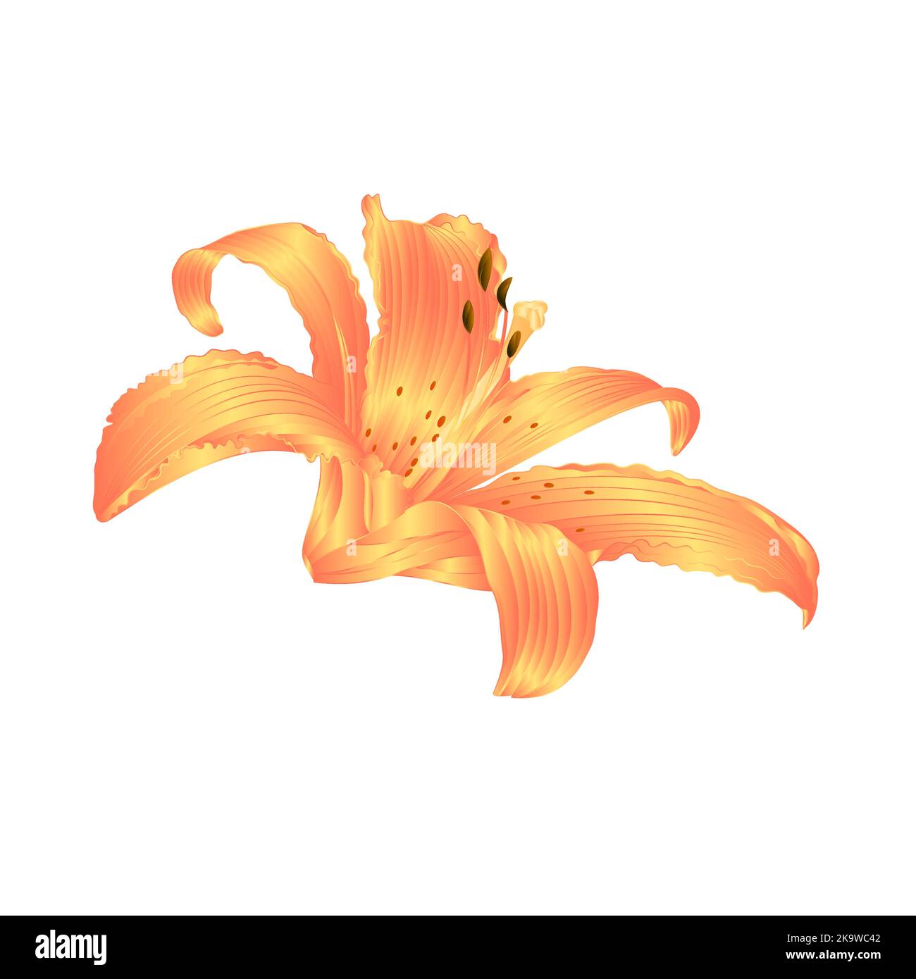 Lily yellow Lily flower Lilium candidum editable on a white background ...