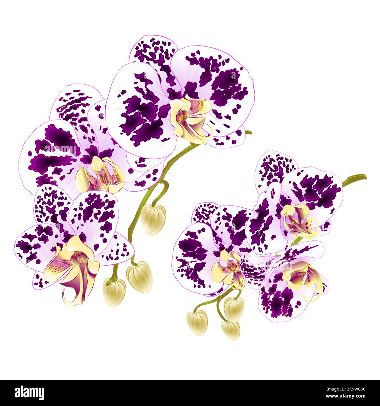 Branches orchids spotted flowers tropical plant Phalaenopsis on a white ...
