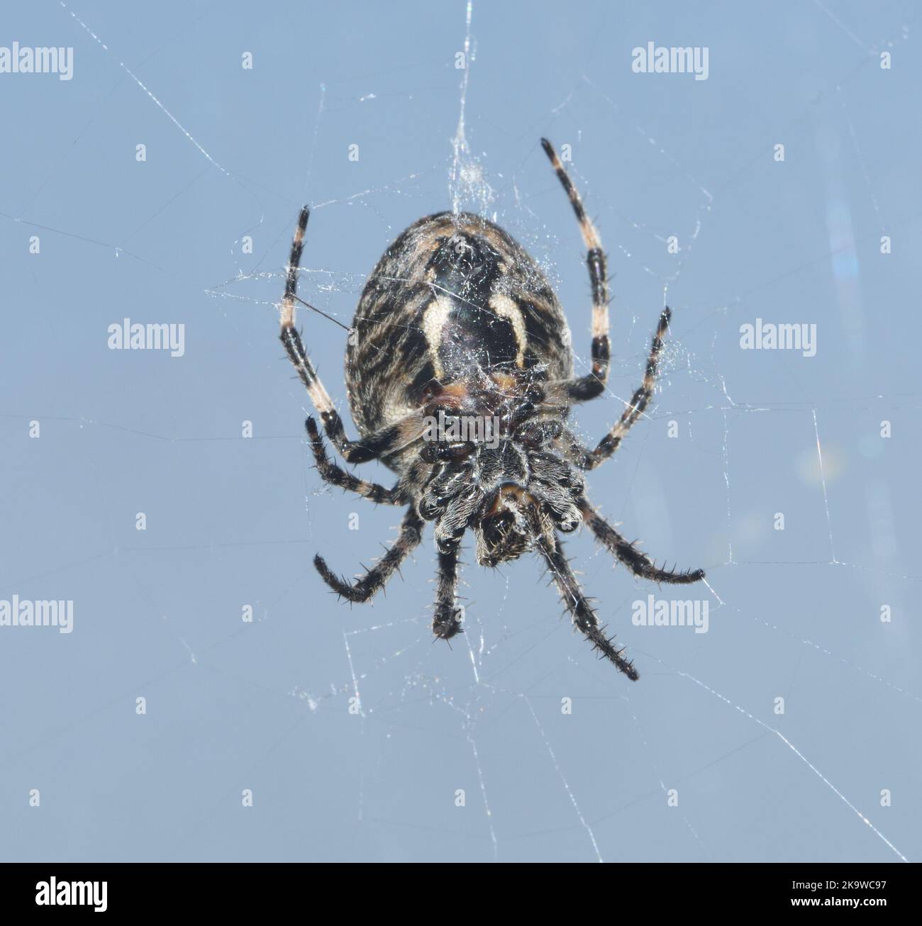 The underside of a spider (Larinioides sclopetarius) who finds the ...