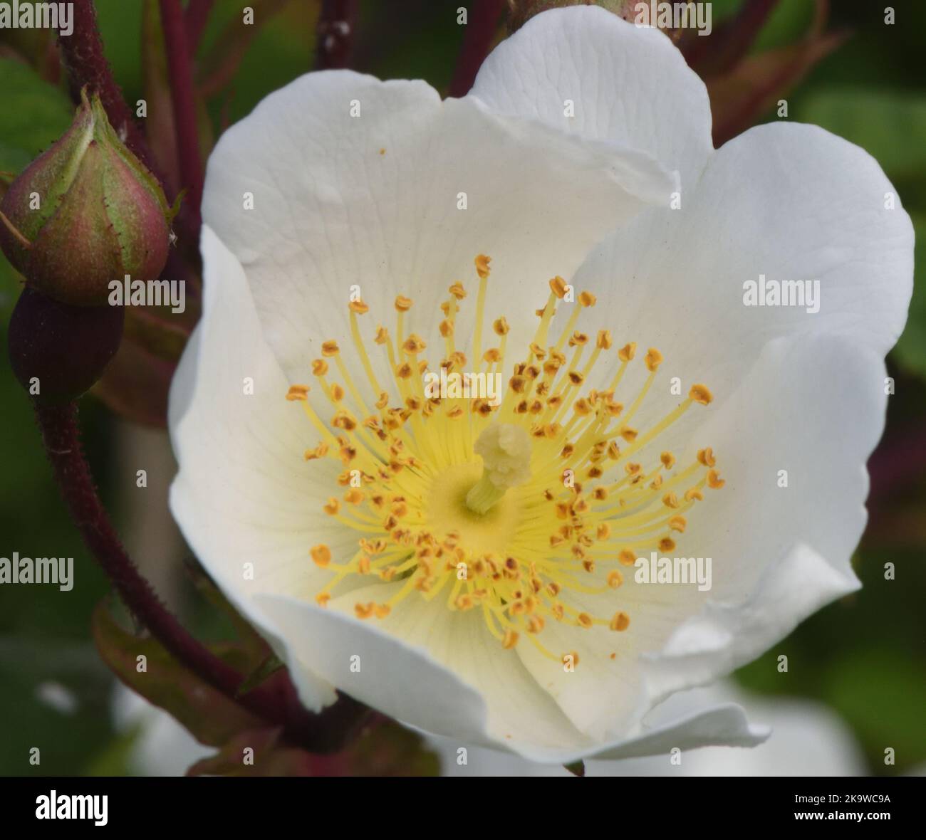White flowers of field rose or cat rose (Rosa arvensis) growing in a ...