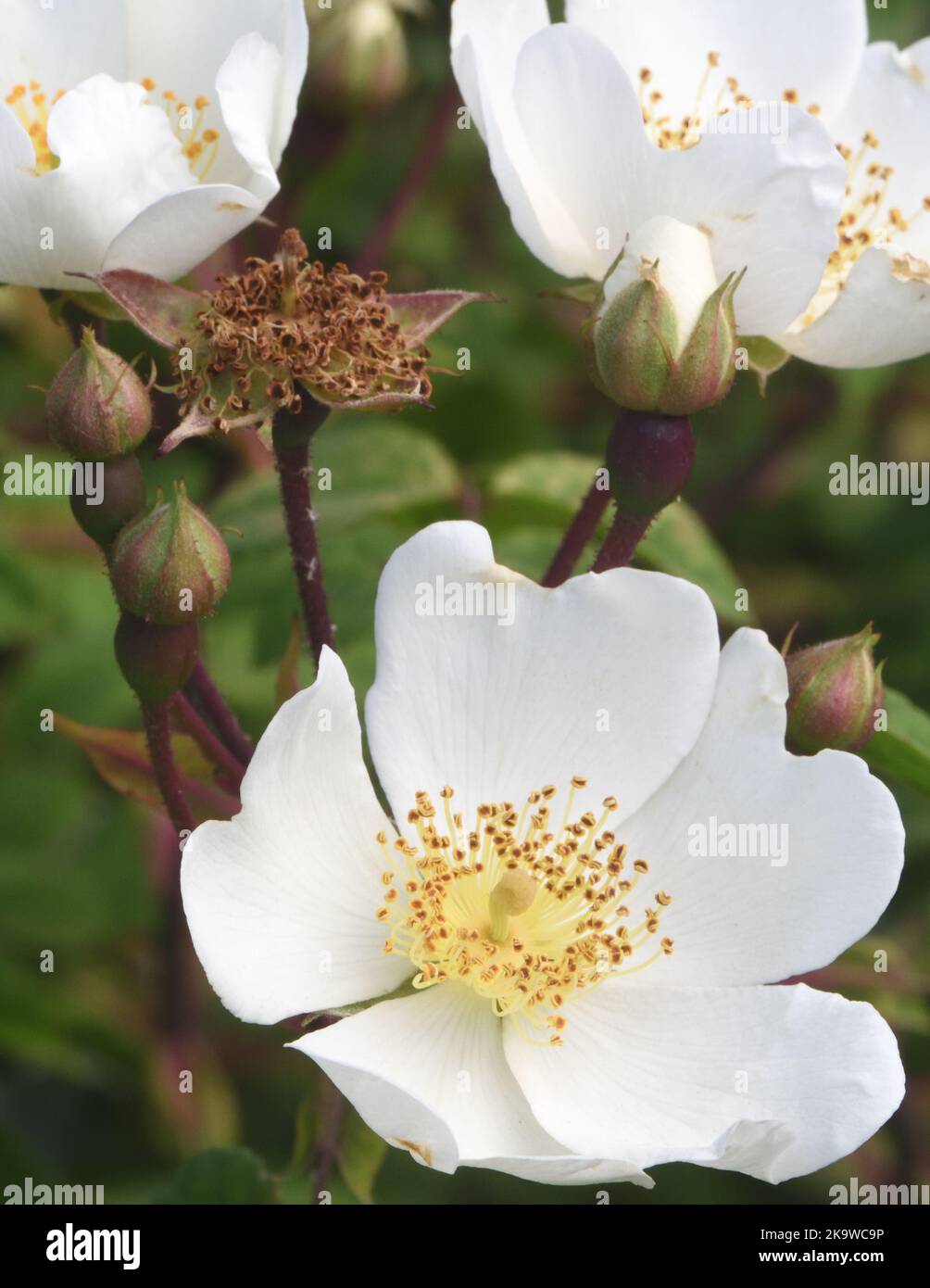 White flowers of field rose or cat rose (Rosa arvensis) growing in a ...