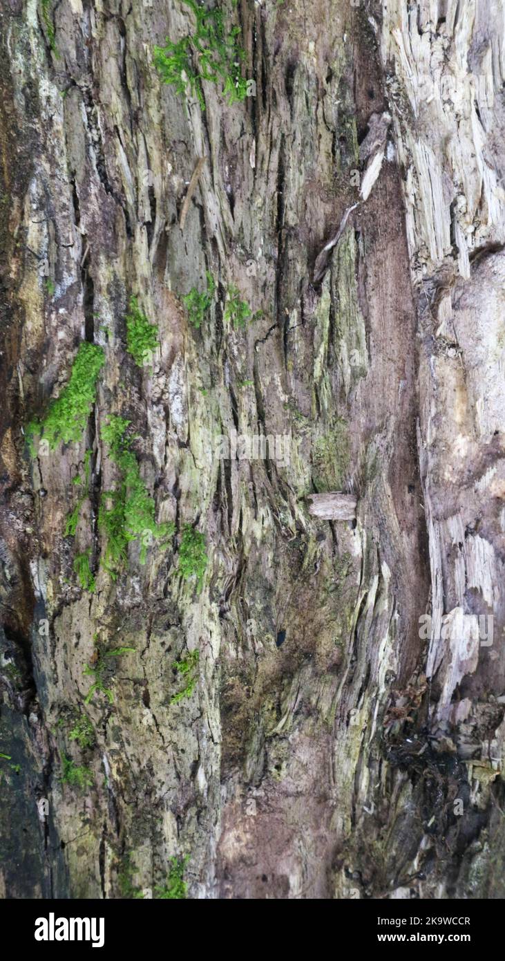 mossy bark texture on tree as background Stock Photo - Alamy