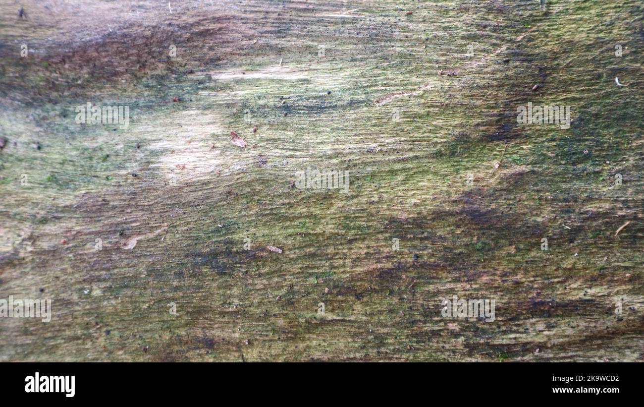 mossy bark texture on tree as background Stock Photo - Alamy