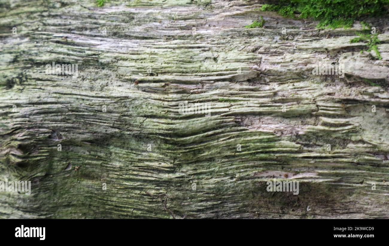 mossy bark texture on tree as background Stock Photo - Alamy