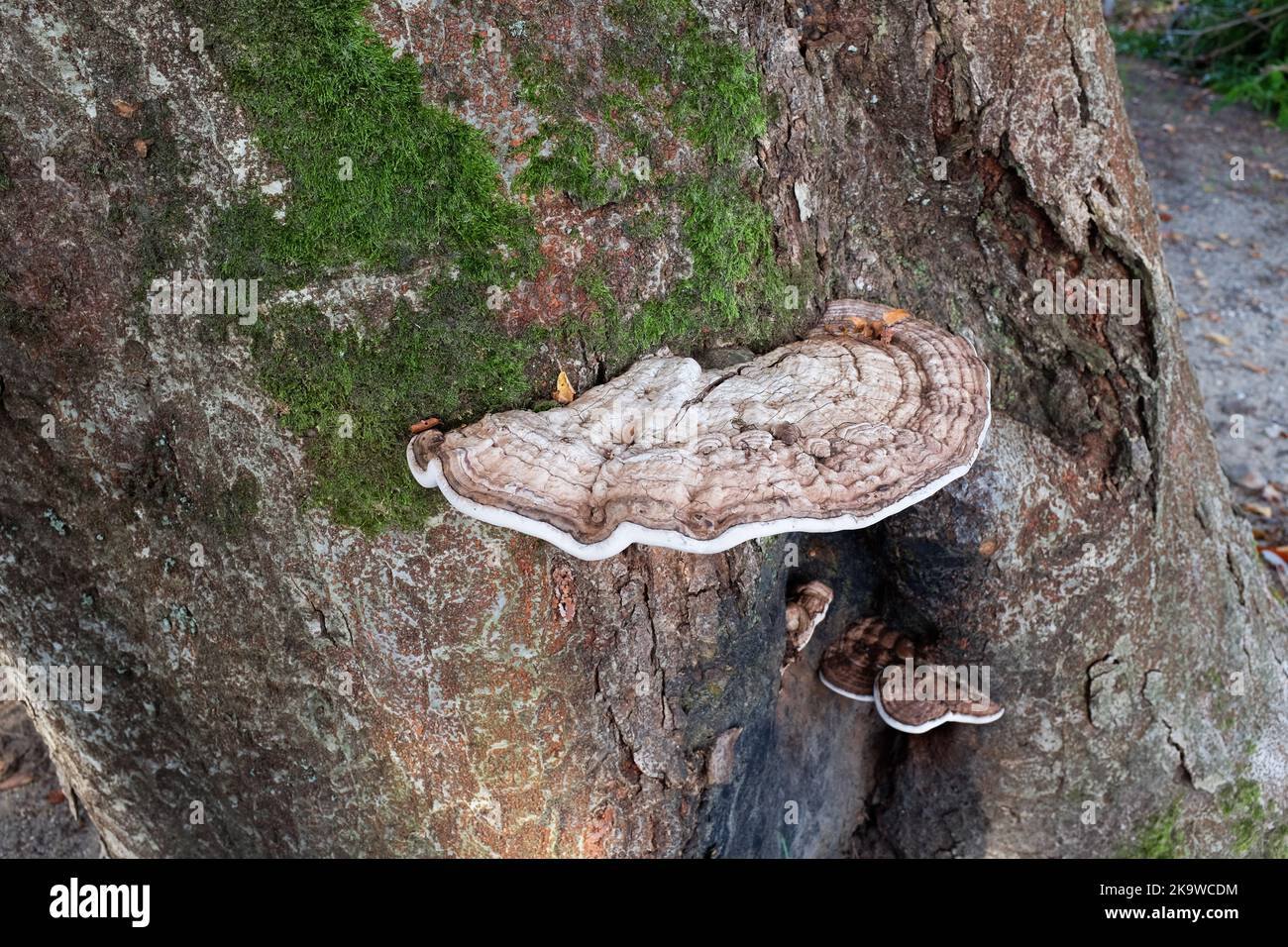 Fungus growing on a tree in Japan Stock Photo - Alamy