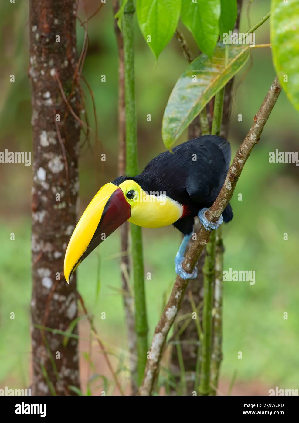 Yellow-throated Toucan (Black-mandibled) perched on a mossy branch in ...