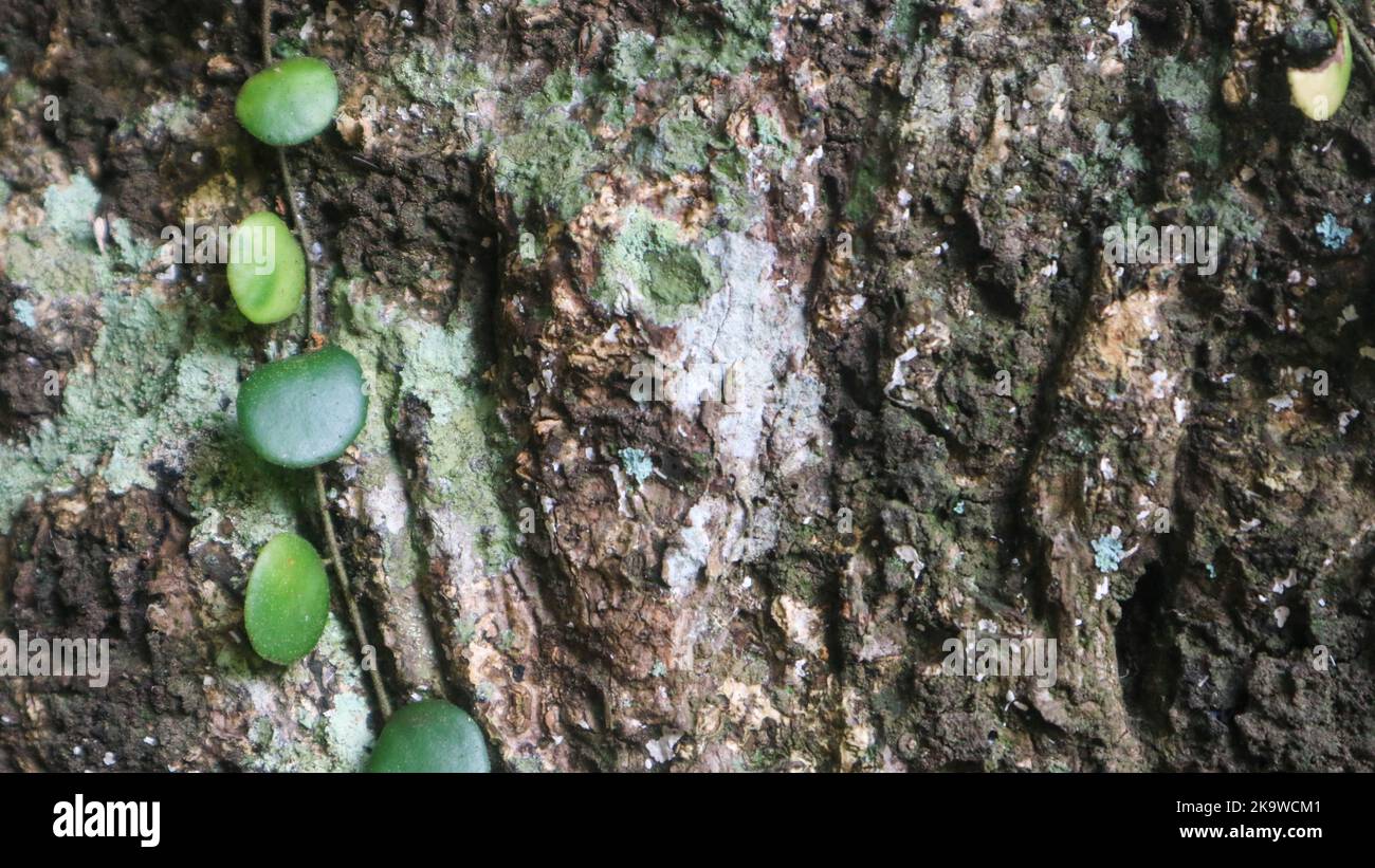 mossy bark texture on tree as background Stock Photo - Alamy