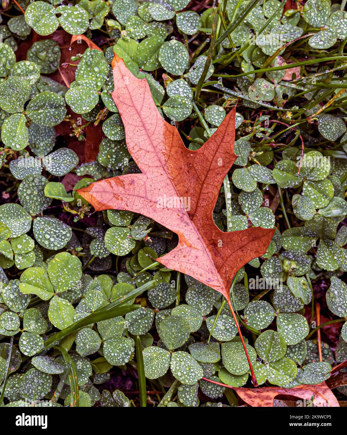 Autumn fall foliage in forest covered with dew Stock Photo - Alamy