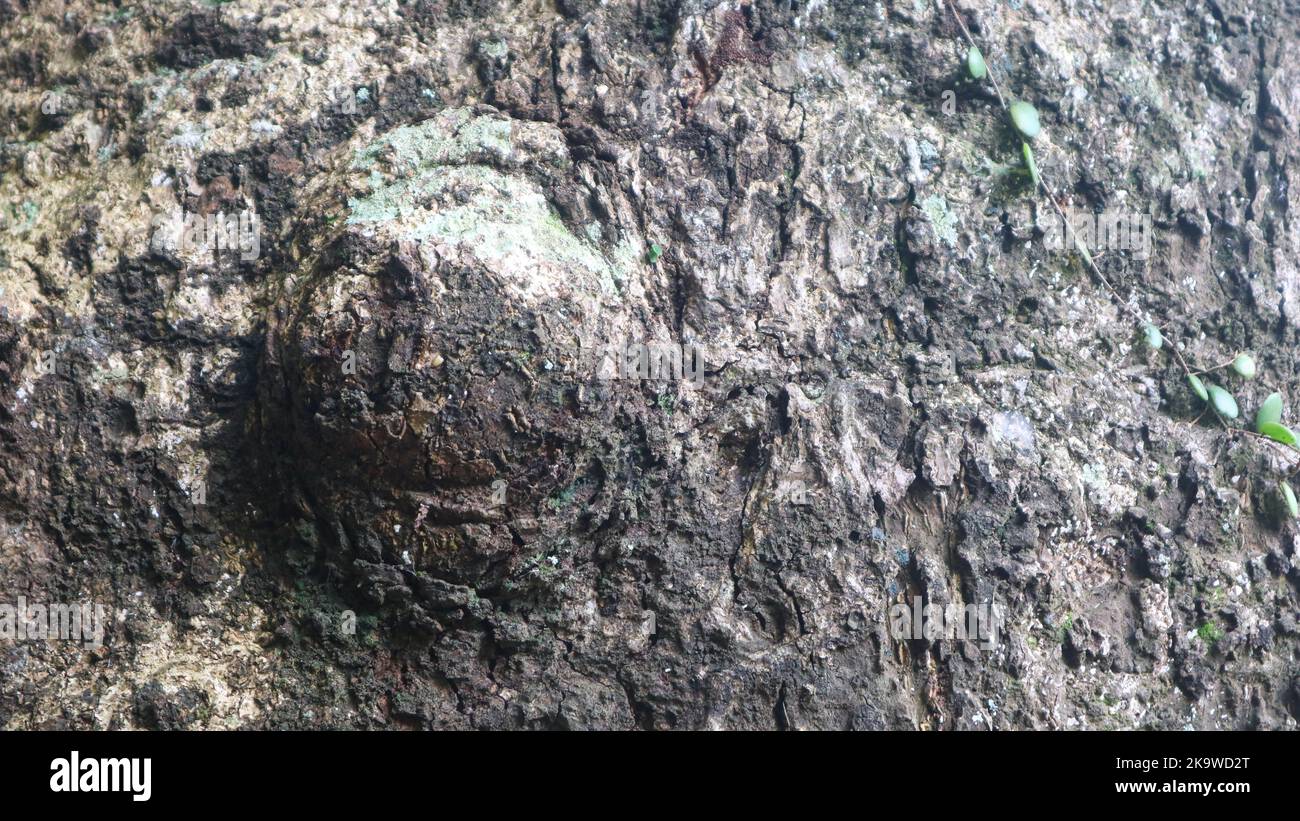 mossy bark texture on tree as background Stock Photo - Alamy