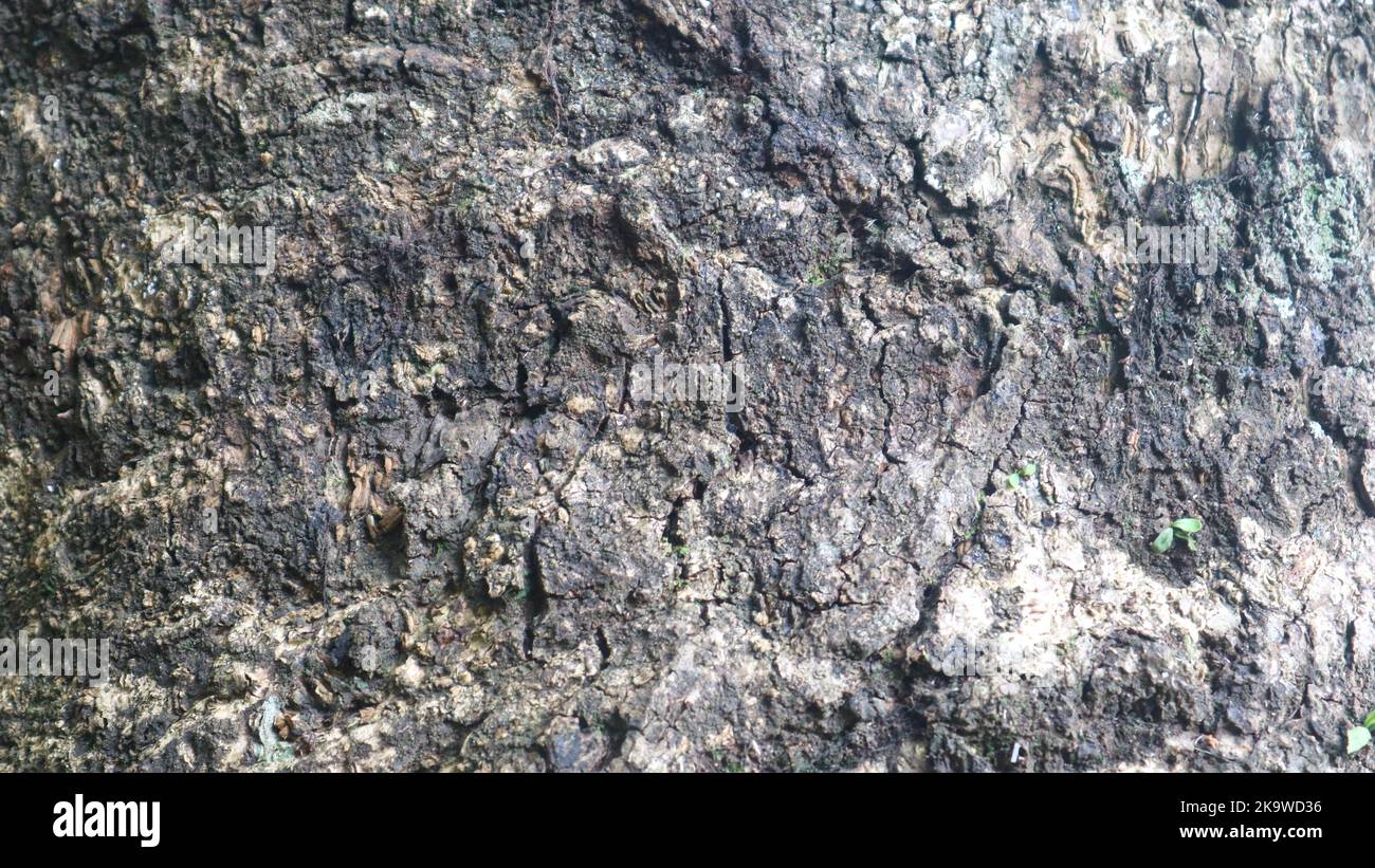 mossy bark texture on tree as background Stock Photo - Alamy