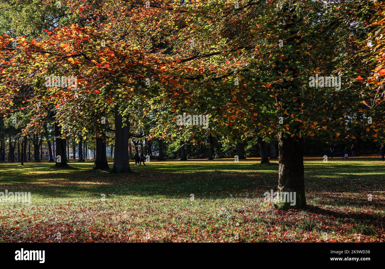 Hamburg, Germany. 30th Oct, 2022. Rays of sunlight shine through the ...